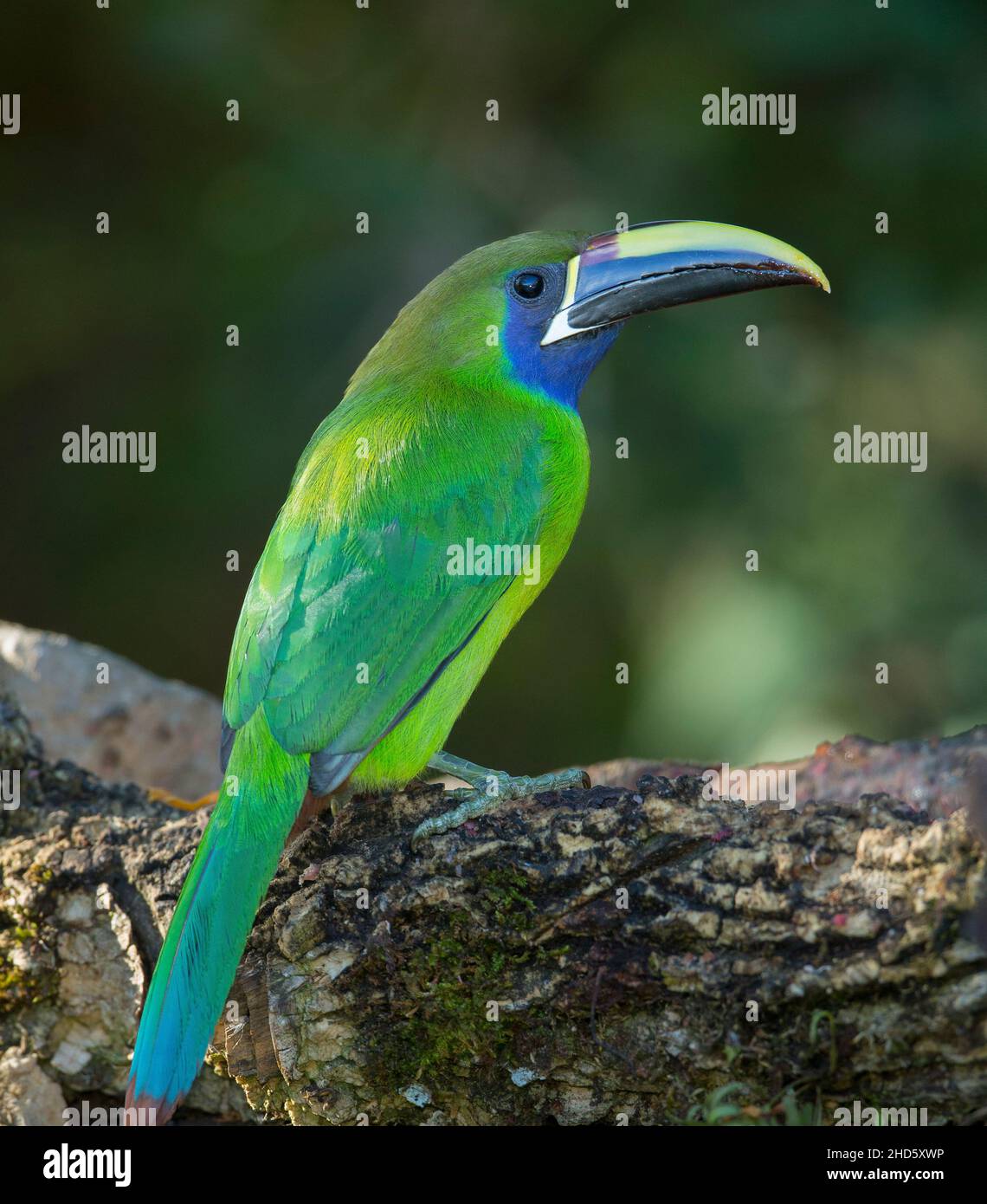 Emerald Toucanet (Aulacorhynchus prasinus Stock Photo - Alamy