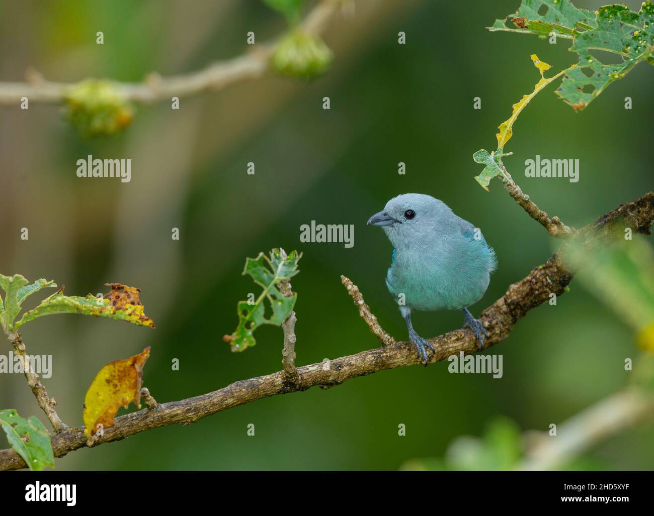 Blue-Gray Tanager (Thraupis episcopus Stock Photo - Alamy