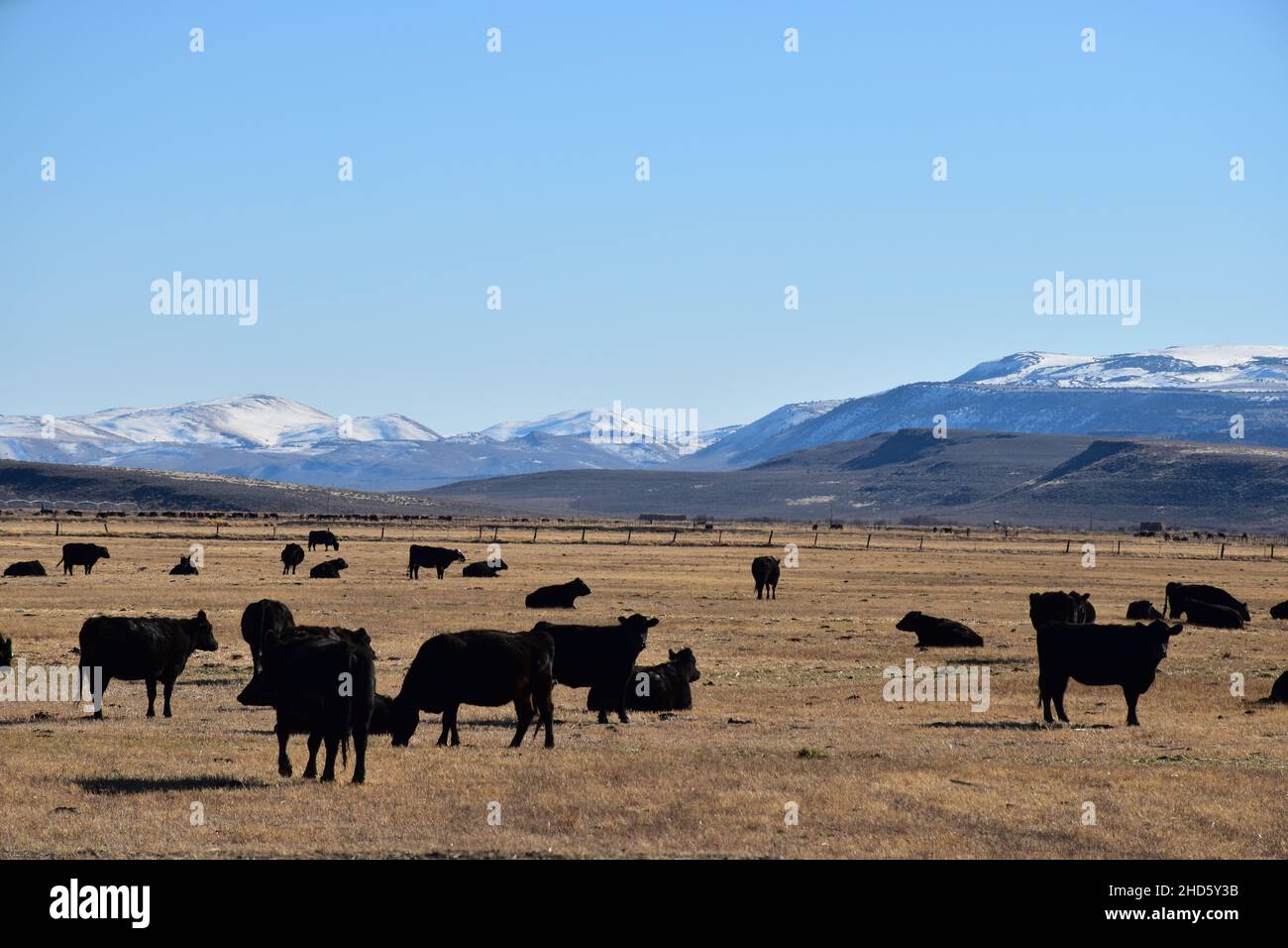 Cattle on sprawling open ranchlands in Lake County, Oregon, United ...