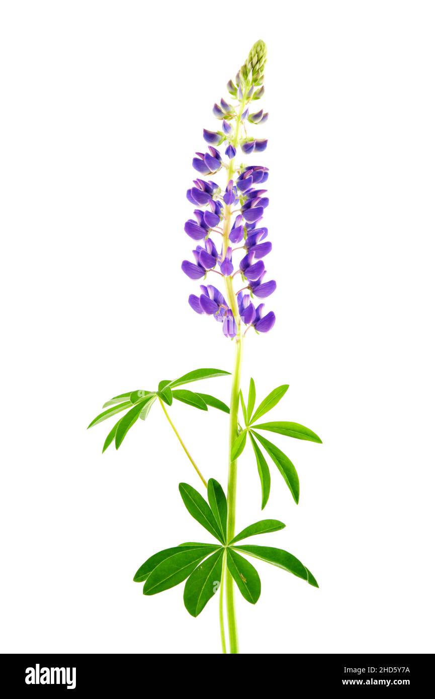 Purple lupine bloom in Cut Out Stock Images & Pictures - Alamy