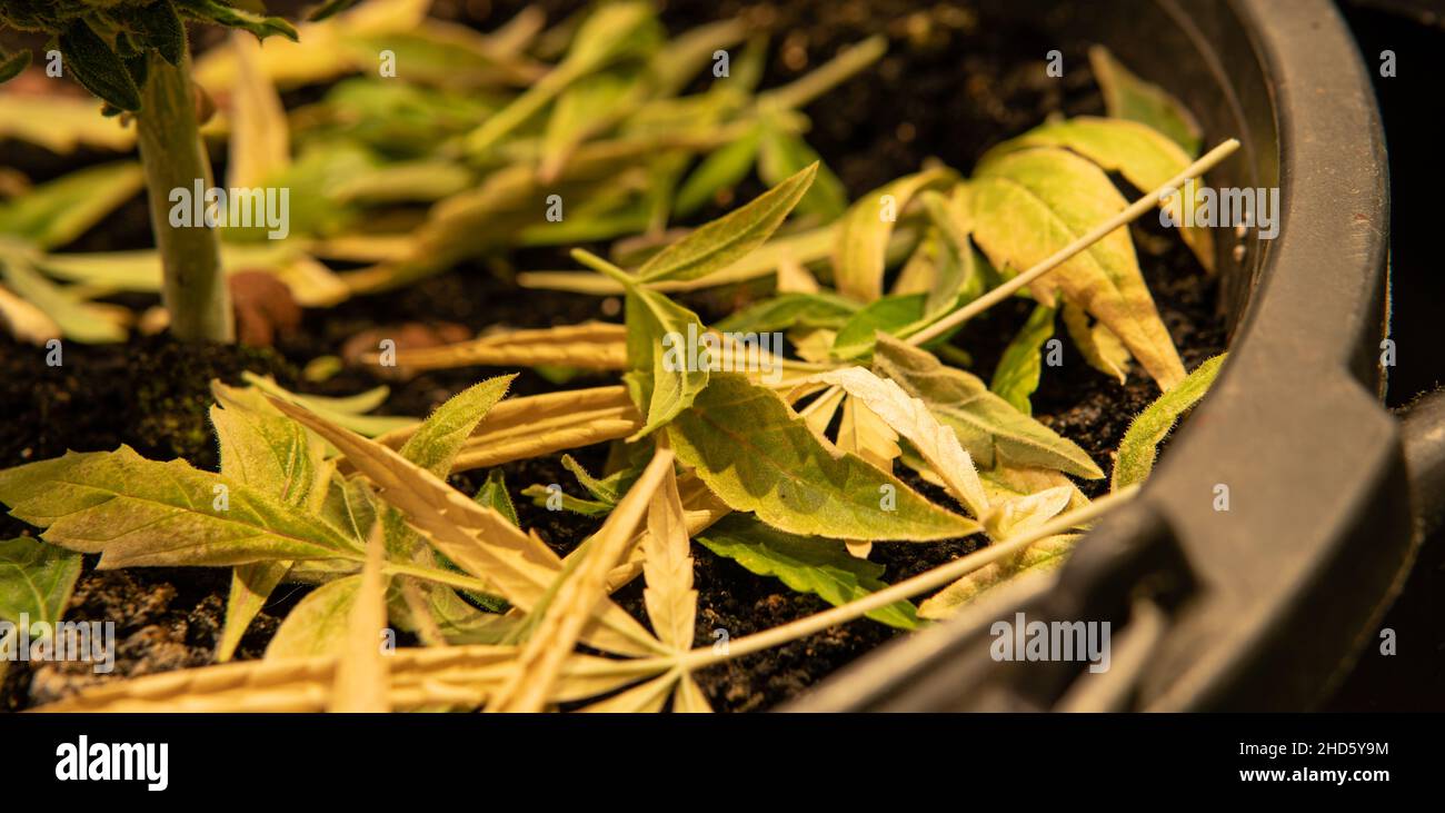 cultivation of medicinal strains of marijuana for the treatment of ...