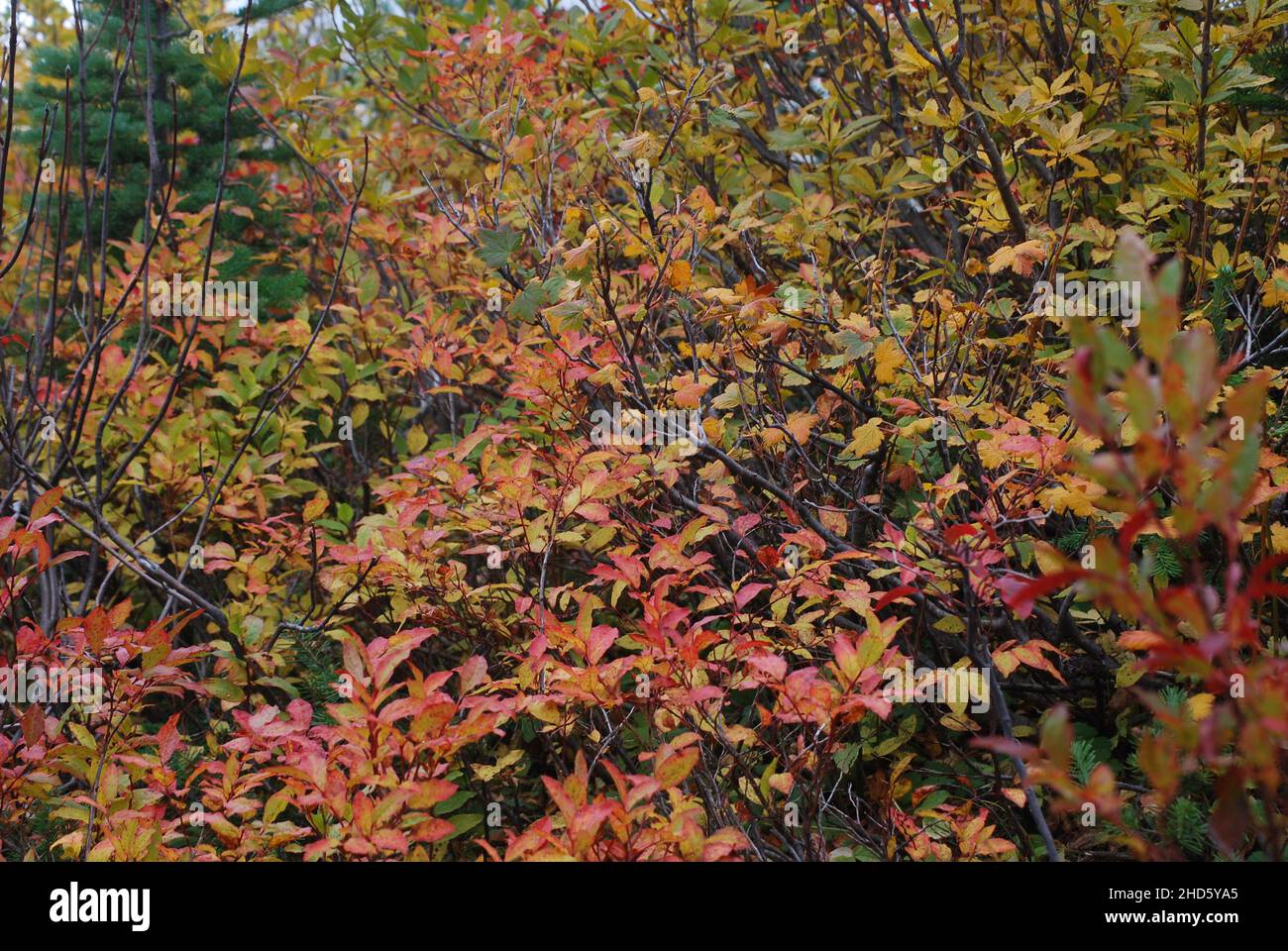 Autumn colors in the Cascade Mountains Stock Photo - Alamy