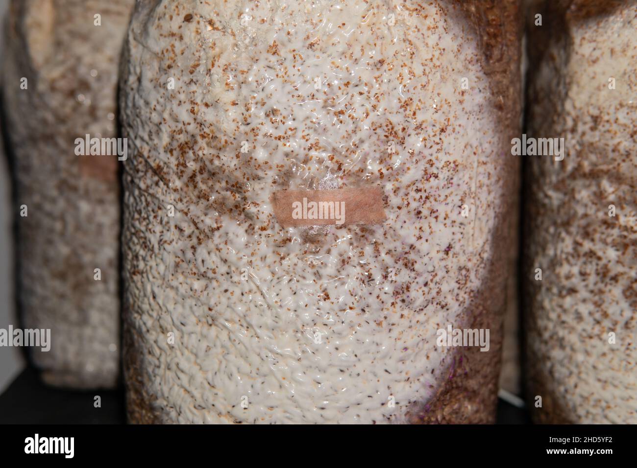 growing medicinal mushrooms. Mycelium of mushroom culture Stock Photo ...