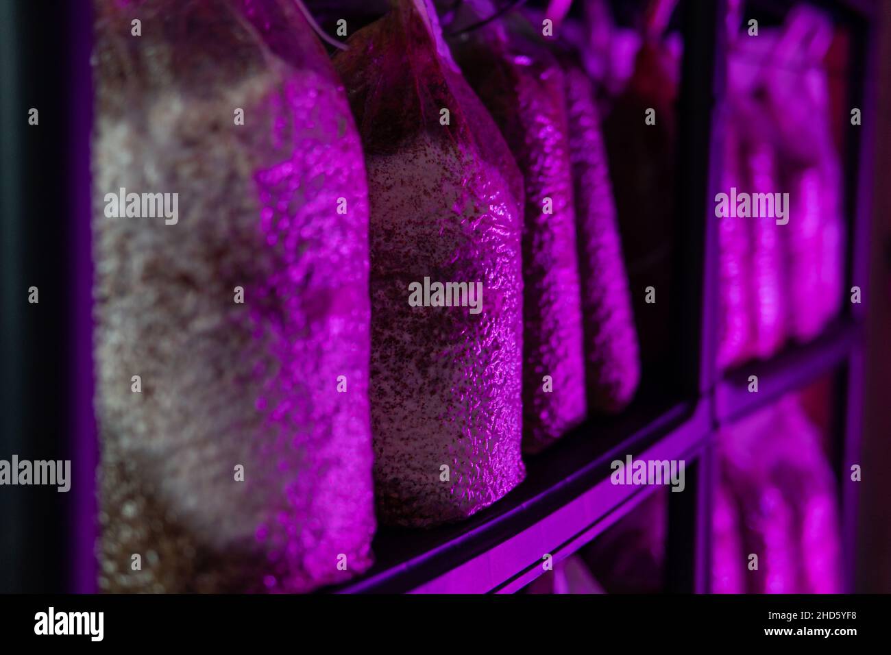 growing medicinal mushrooms. Mycelium of mushroom culture Stock Photo ...