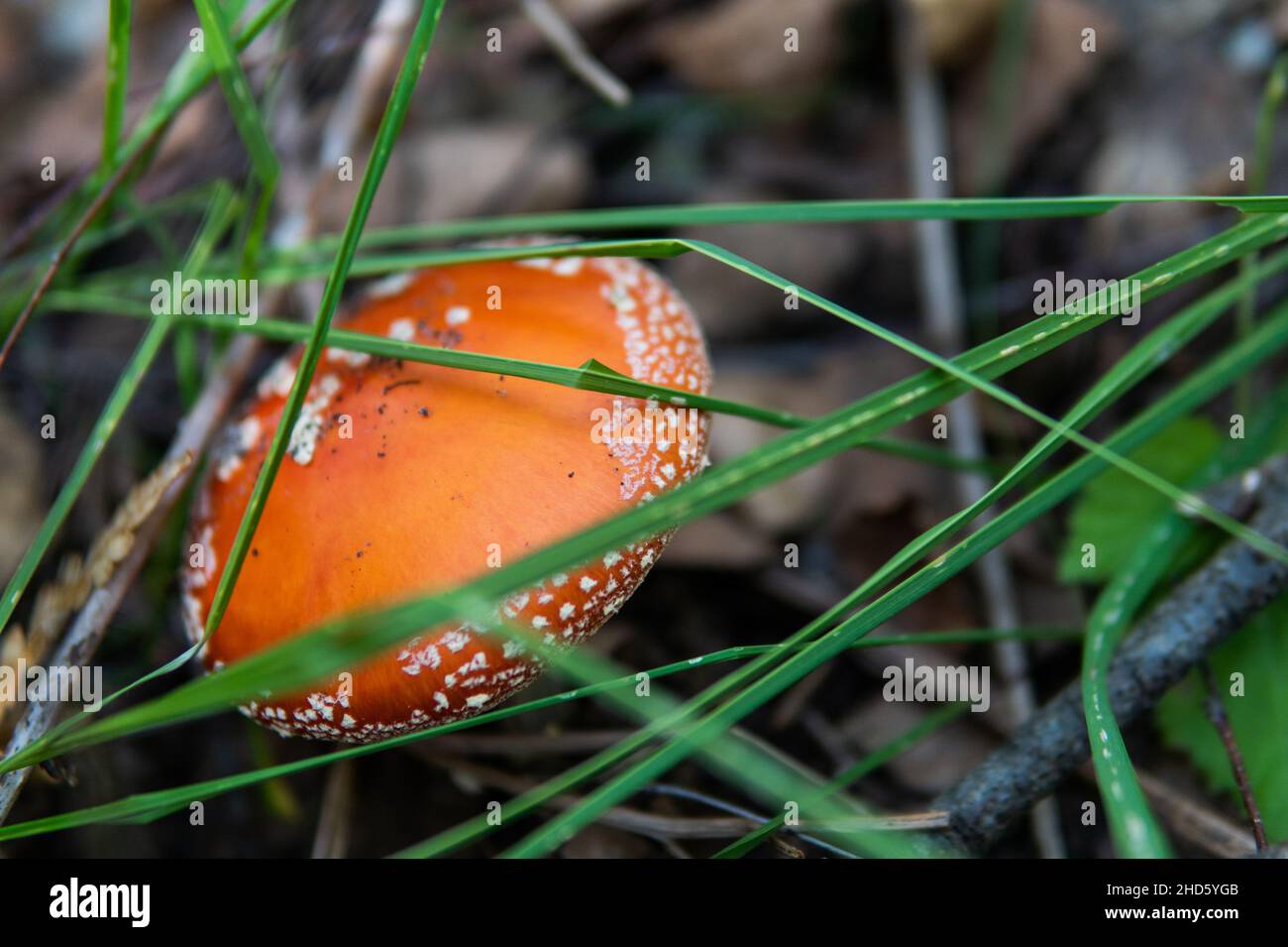 Useful properties of red fly agaric. The oldest entheogen - muscarine ...