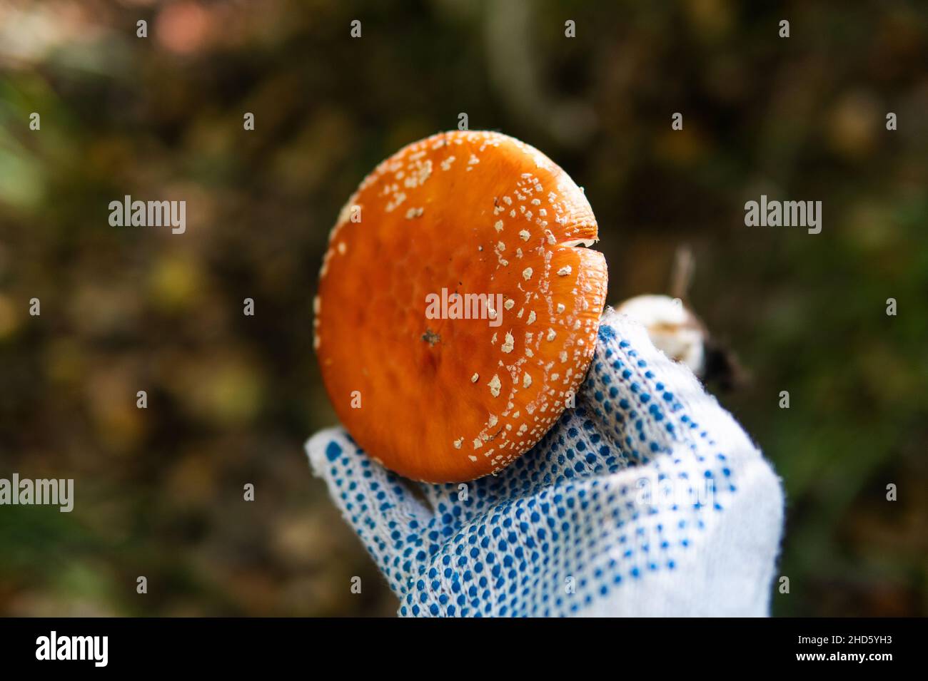 Useful properties of red fly agaric. The oldest entheogen - muscarine ...