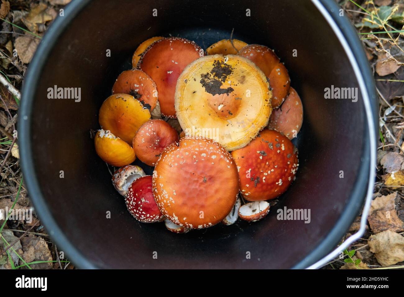 Useful properties of red fly agaric. The oldest entheogen - muscarine ...