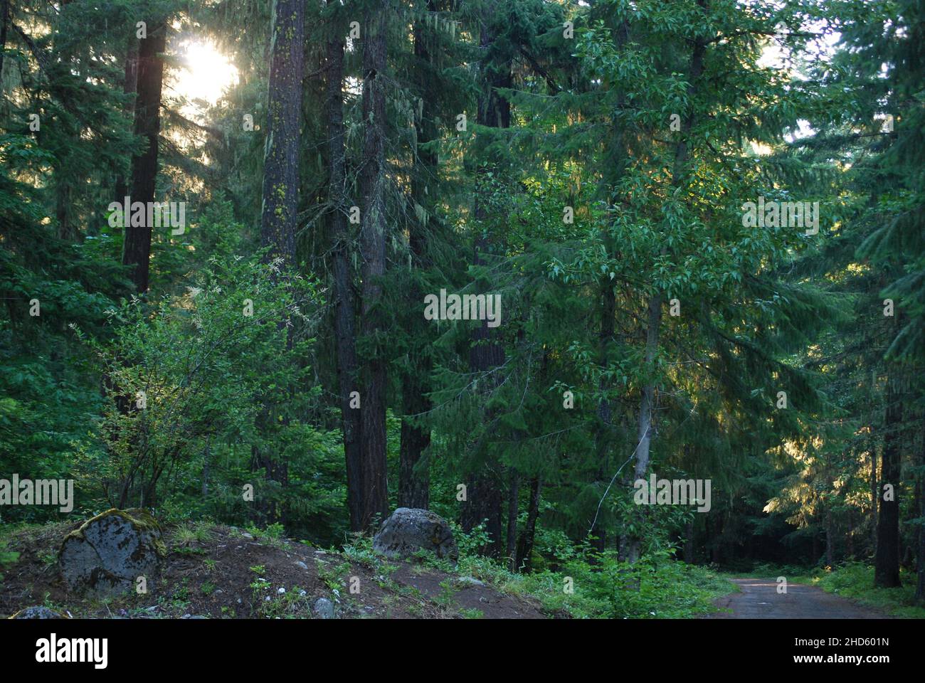 Cascade Mountain forest Stock Photo - Alamy