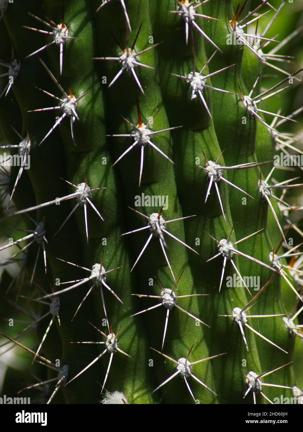 Spines on agave cactus hi-res stock photography and images - Alamy