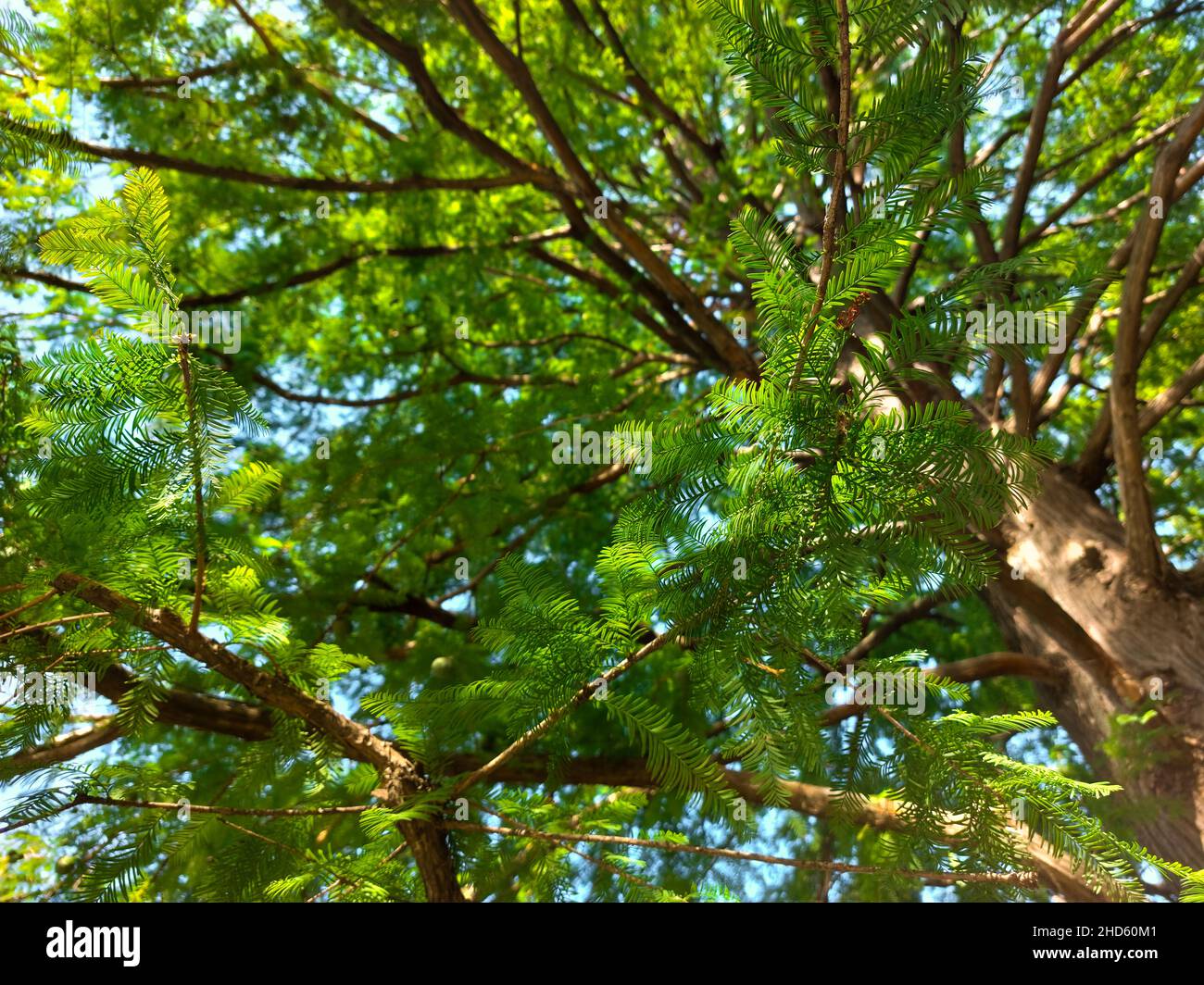 Low angle shot of a beautiful ash tree with thick green leaves in the ...