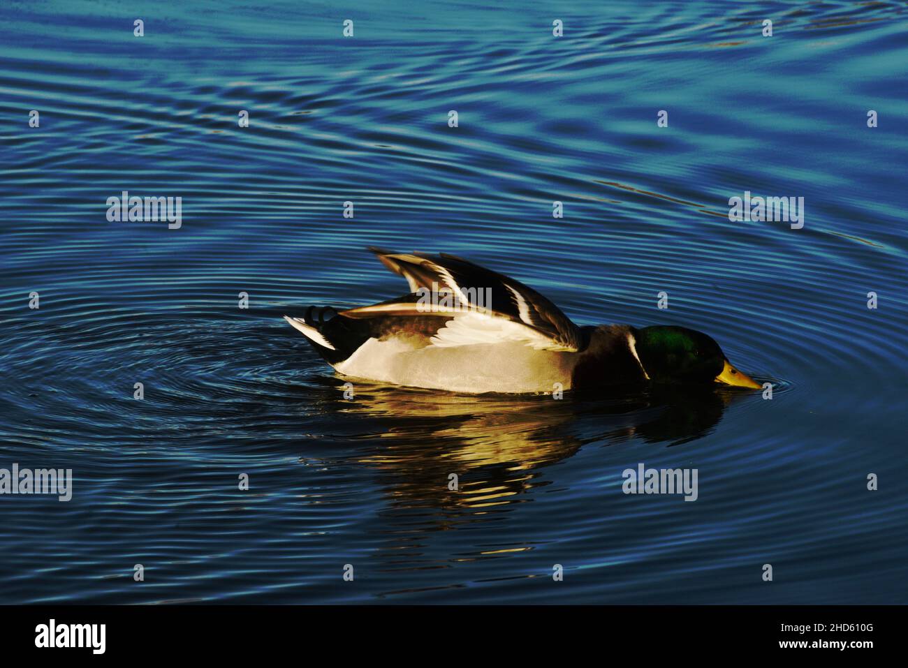 Study of life, color, lines, texture, form & shape. Colorful duck ...