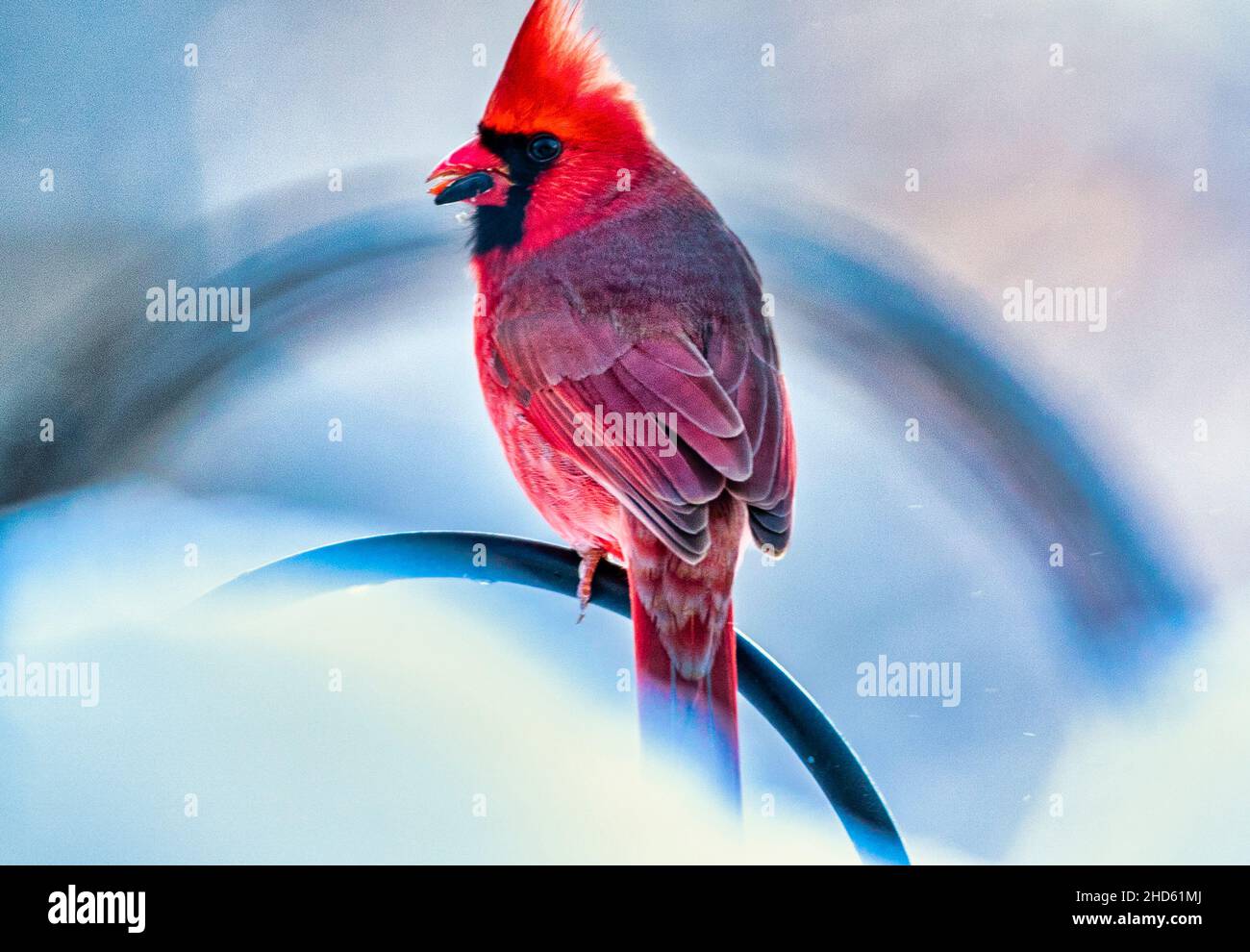Red cardinal snow hi-res stock photography and images - Alamy