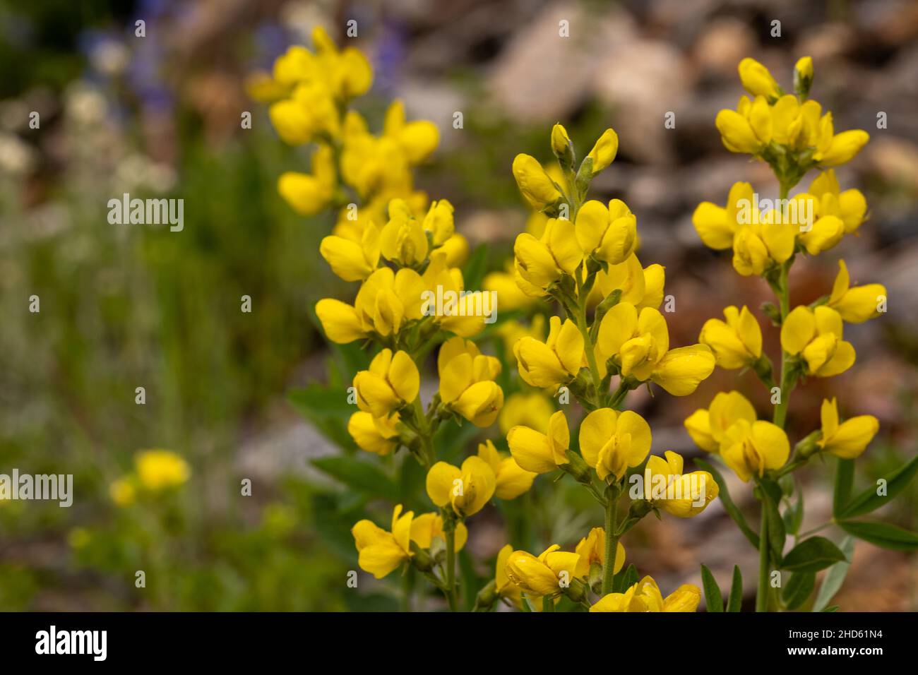 Golden banner wildflowers hi-res stock photography and images - Alamy