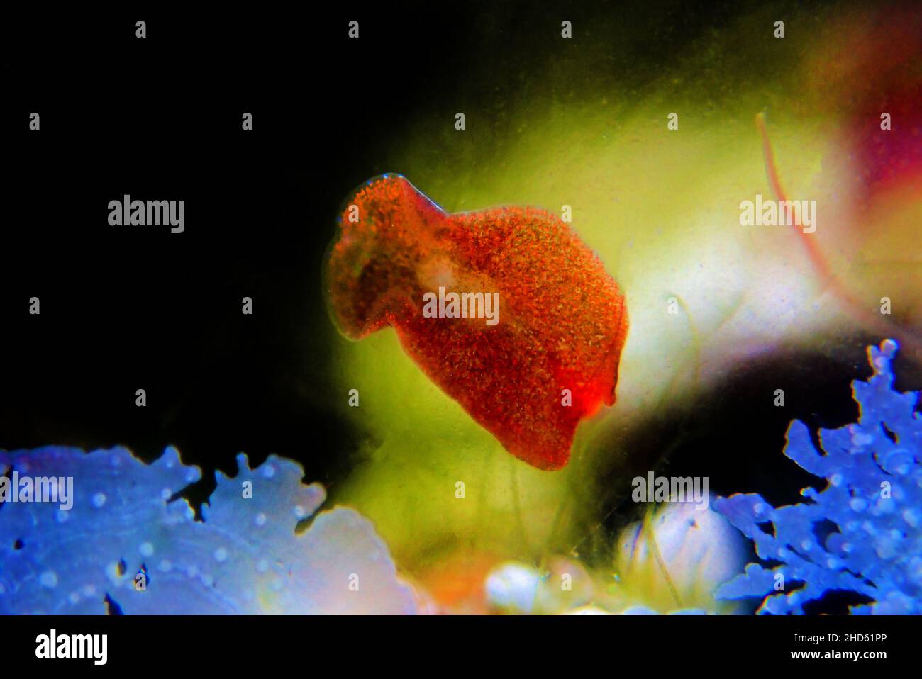 Red planaria flatworms - Convolutriloba retrogemma Stock Photo - Alamy