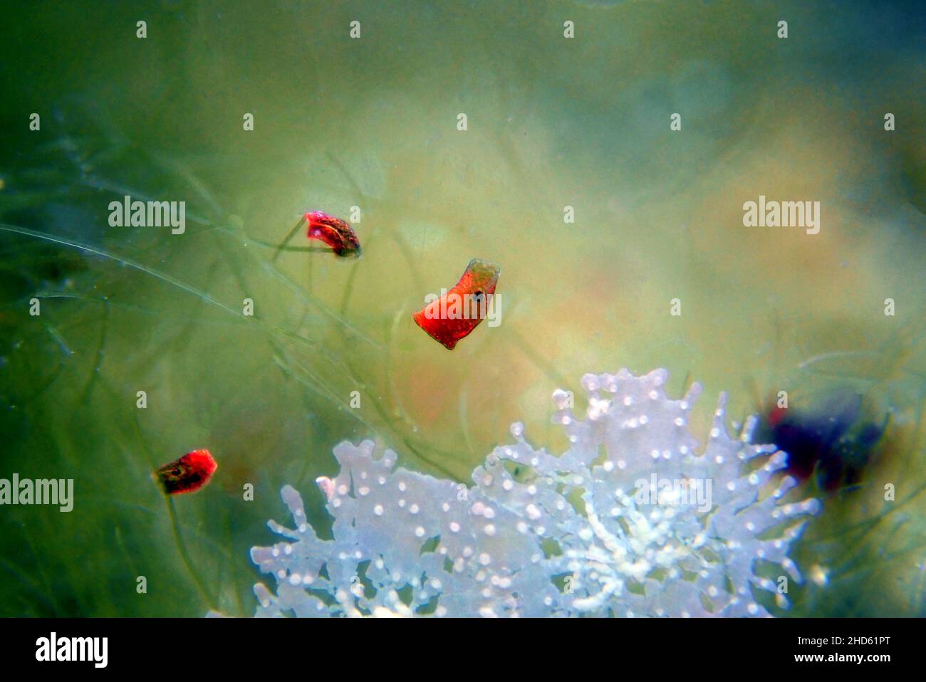 Red planaria flatworms - Convolutriloba retrogemma Stock Photo - Alamy