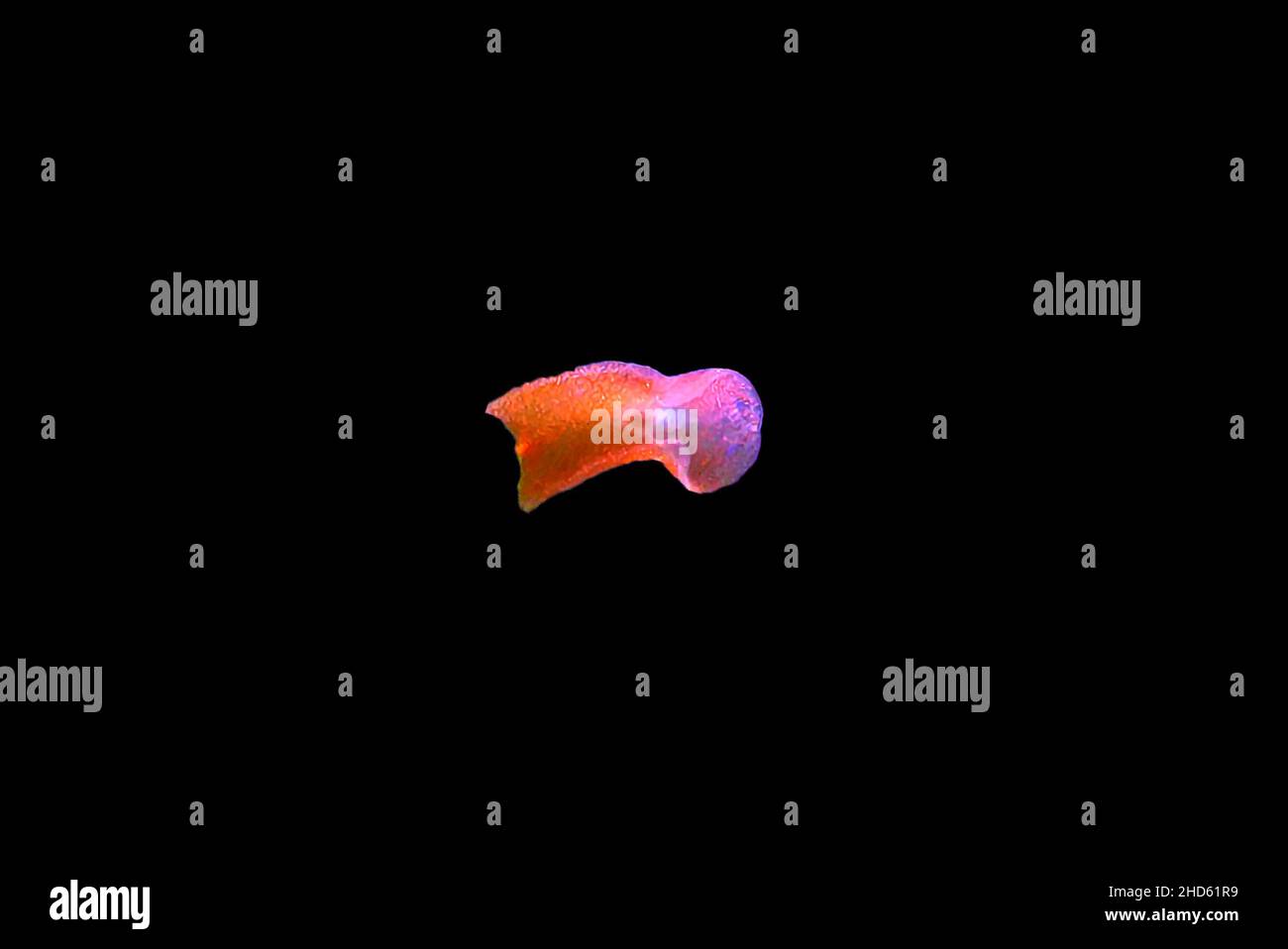 Red planaria flatworms - Convolutriloba retrogemma Stock Photo - Alamy