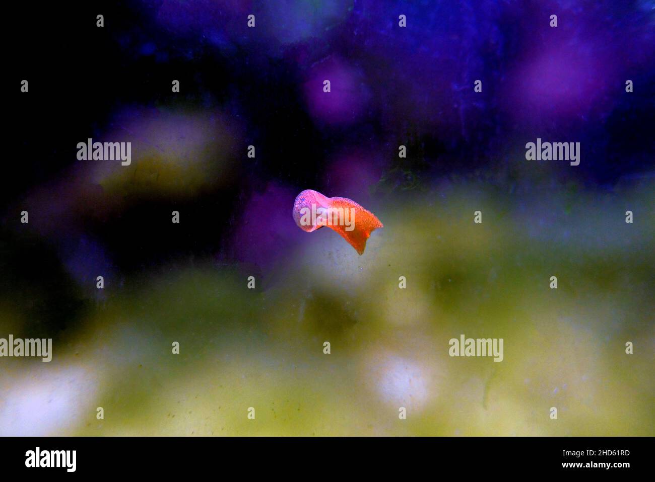 Red planaria flatworms - Convolutriloba retrogemma Stock Photo - Alamy