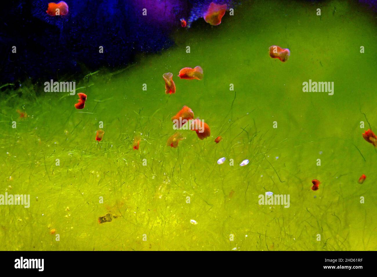 Red planaria flatworms - Convolutriloba retrogemma Stock Photo - Alamy