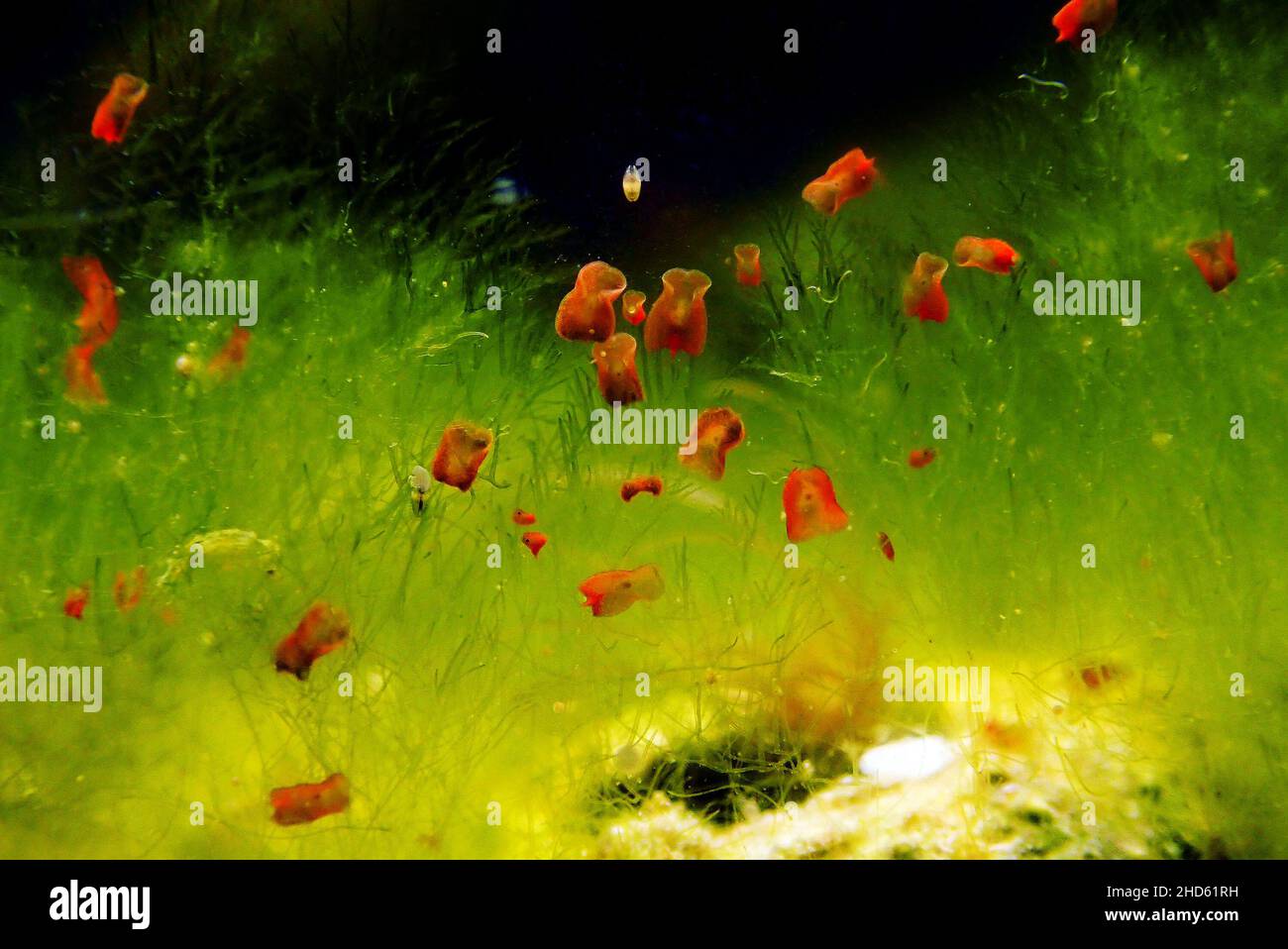 Flatworm regeneration hi-res stock photography and images - Alamy