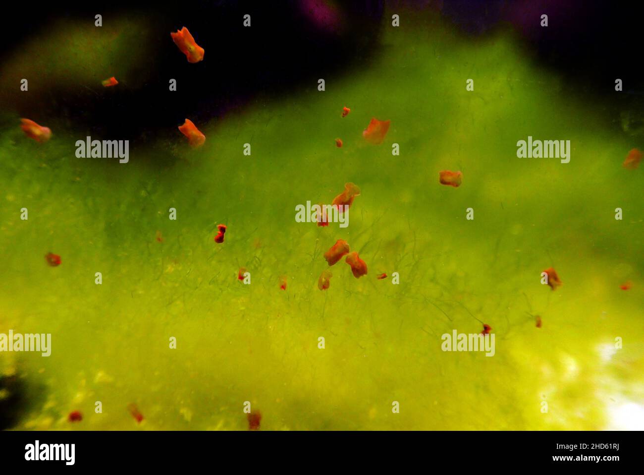 Red planaria flatworms - Convolutriloba retrogemma Stock Photo - Alamy