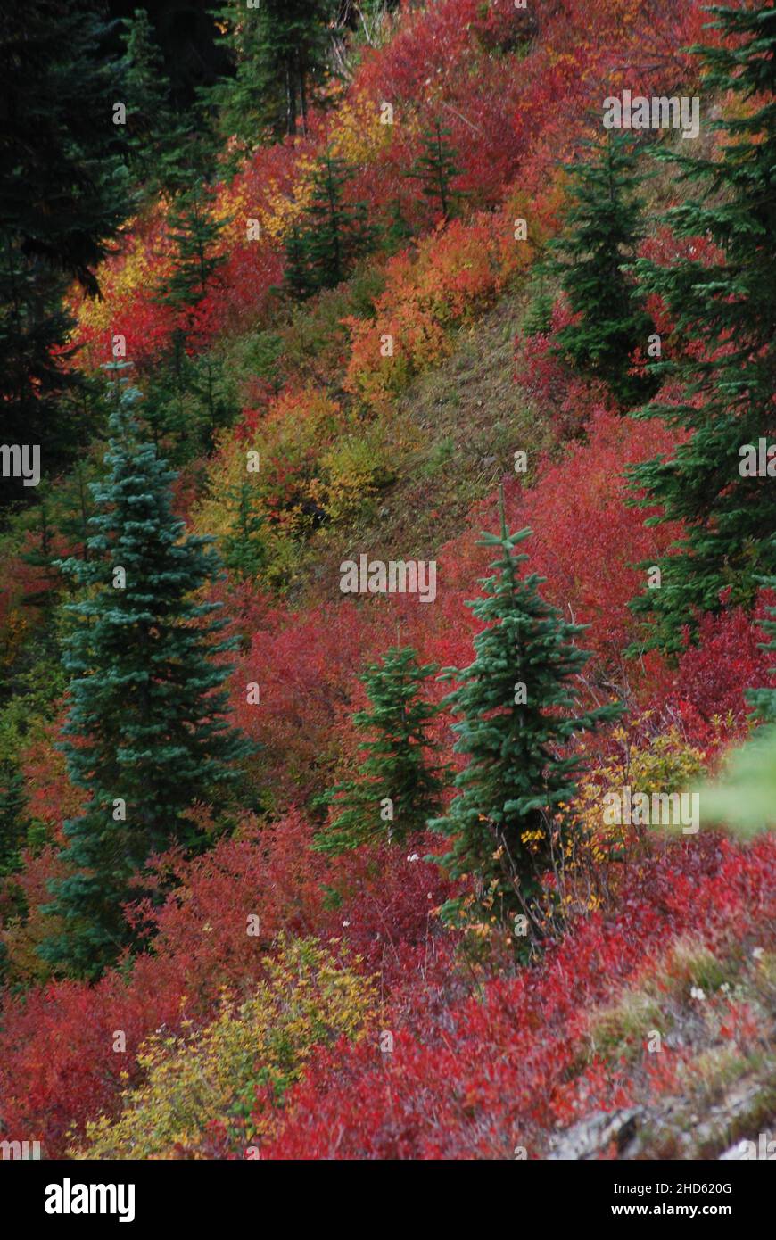 Autumn colors in the Cascade Mountains Stock Photo - Alamy