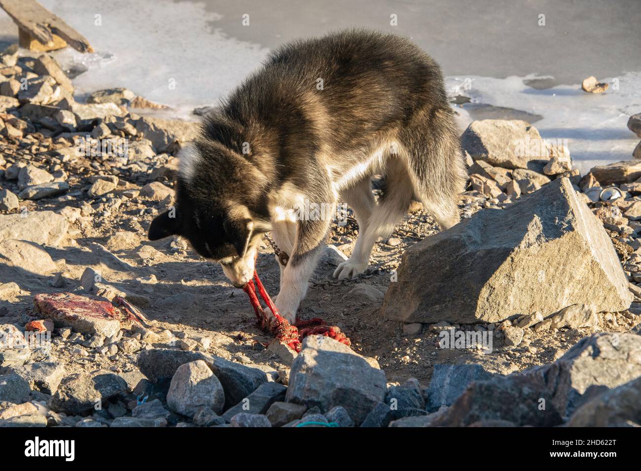 Sled dog eating its muskox intestine dinner, Ittoqqortoormiit, Scoresby ...