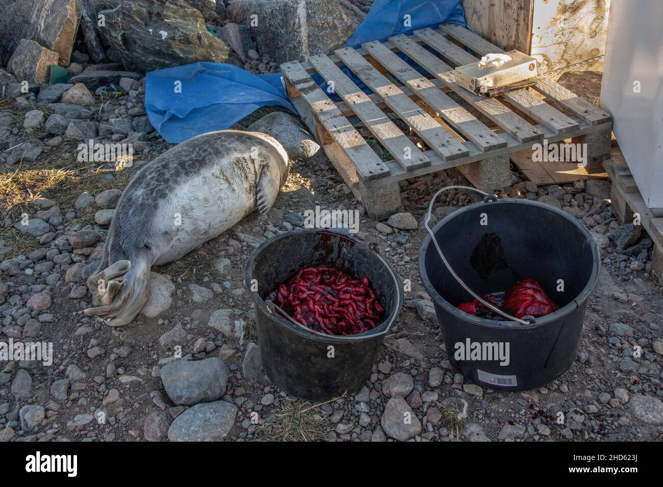 Musk ox organs hi-res stock photography and images - Alamy