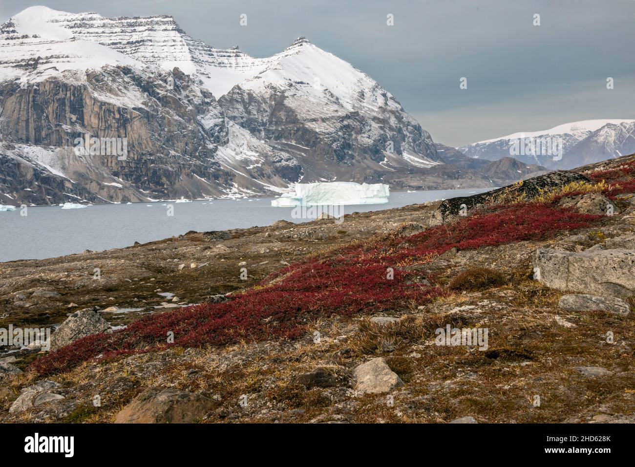 Dwarf birch and fall vegetation on Danmark O, with Geike Plateau and ...