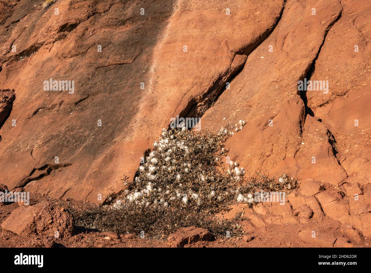 Cotton grass (Eriophorum callitrix) growing on sandstone conglomerates ...