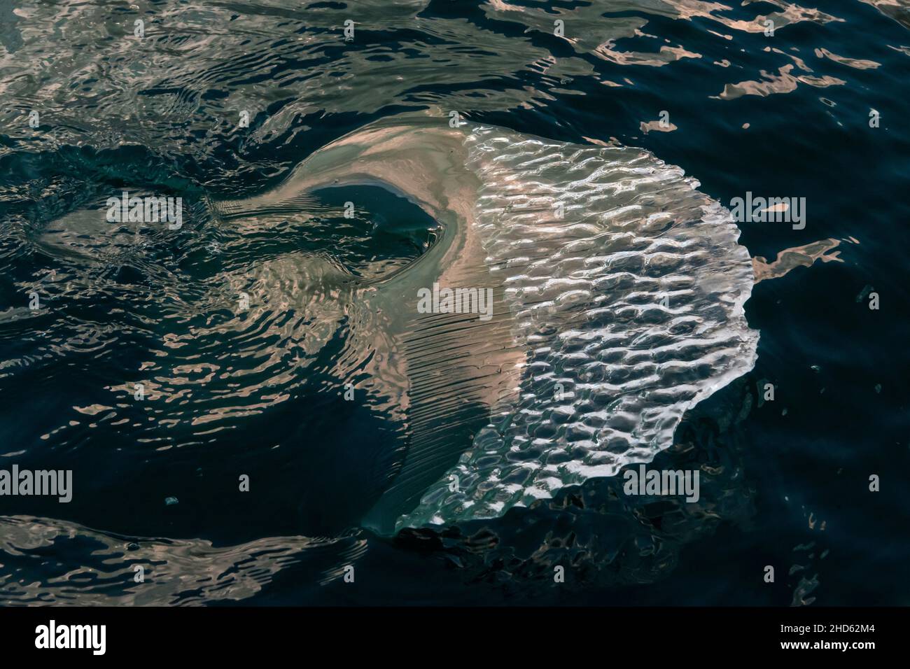 Breaking water surface hi-res stock photography and images - Alamy