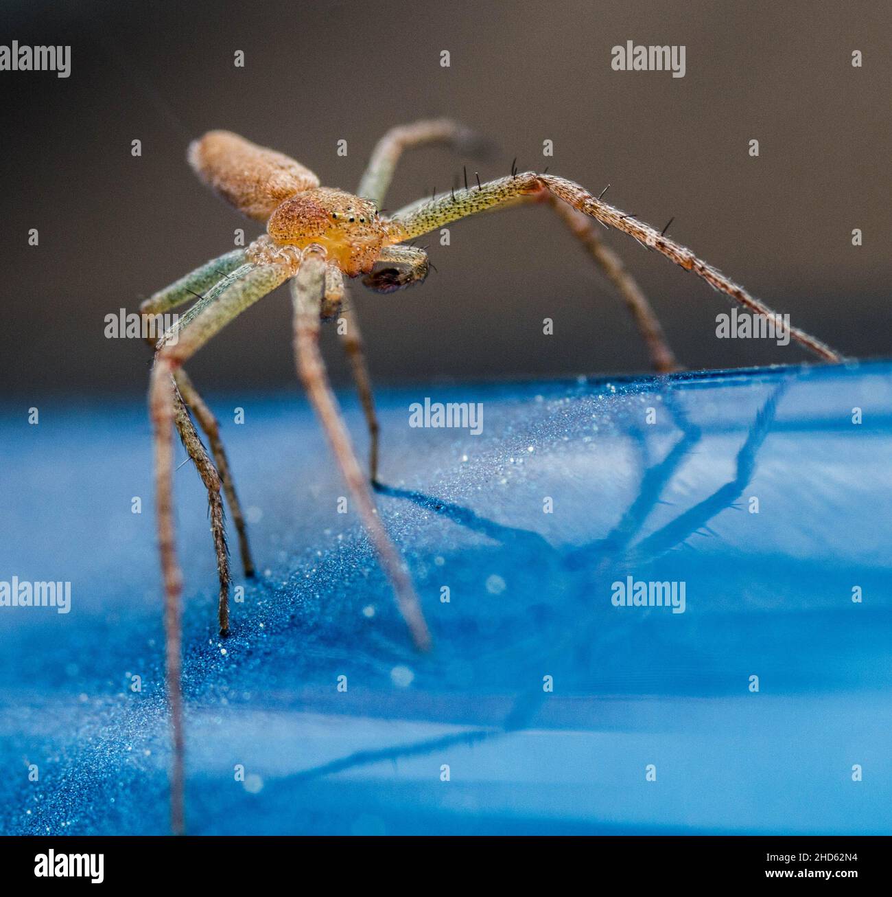 American nursery spider hi-res stock photography and images - Alamy