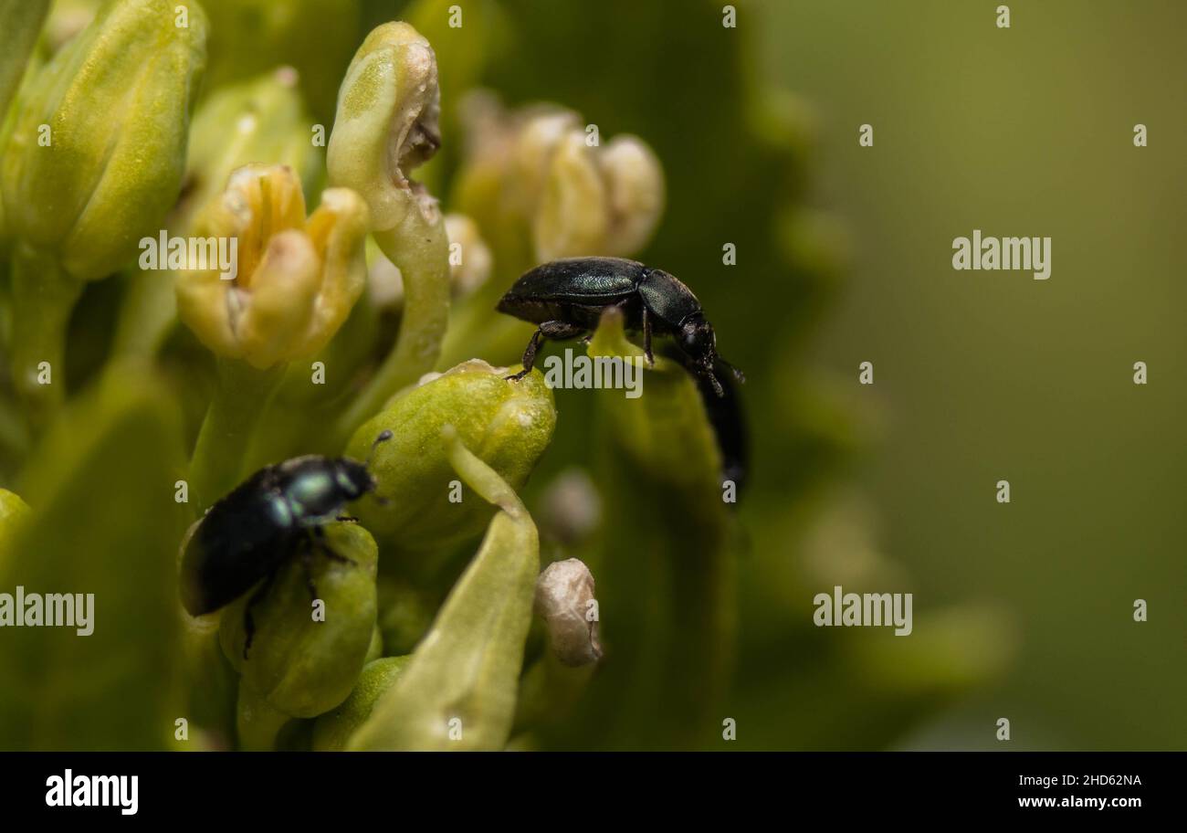 A macro shallow focus shot of pollen beetles (Meligethes aeneus) on a ...