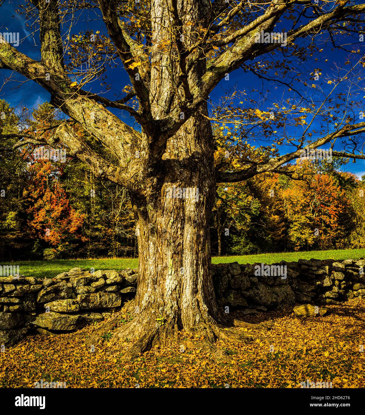 Maple Tree and Stone Wall Colebrook, Connecticut, USA Stock Photo - Alamy