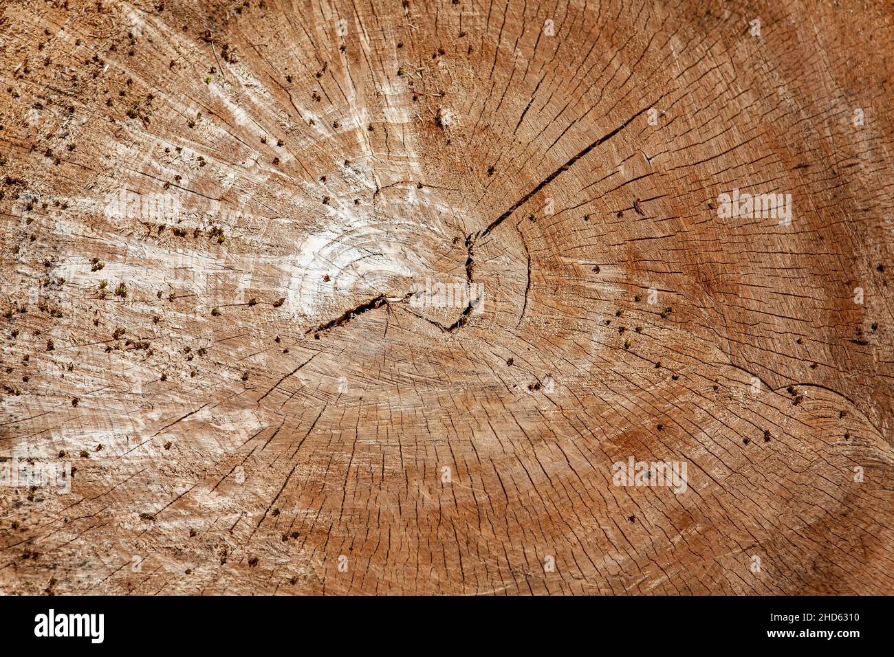 Tree boring insects hi-res stock photography and images - Alamy