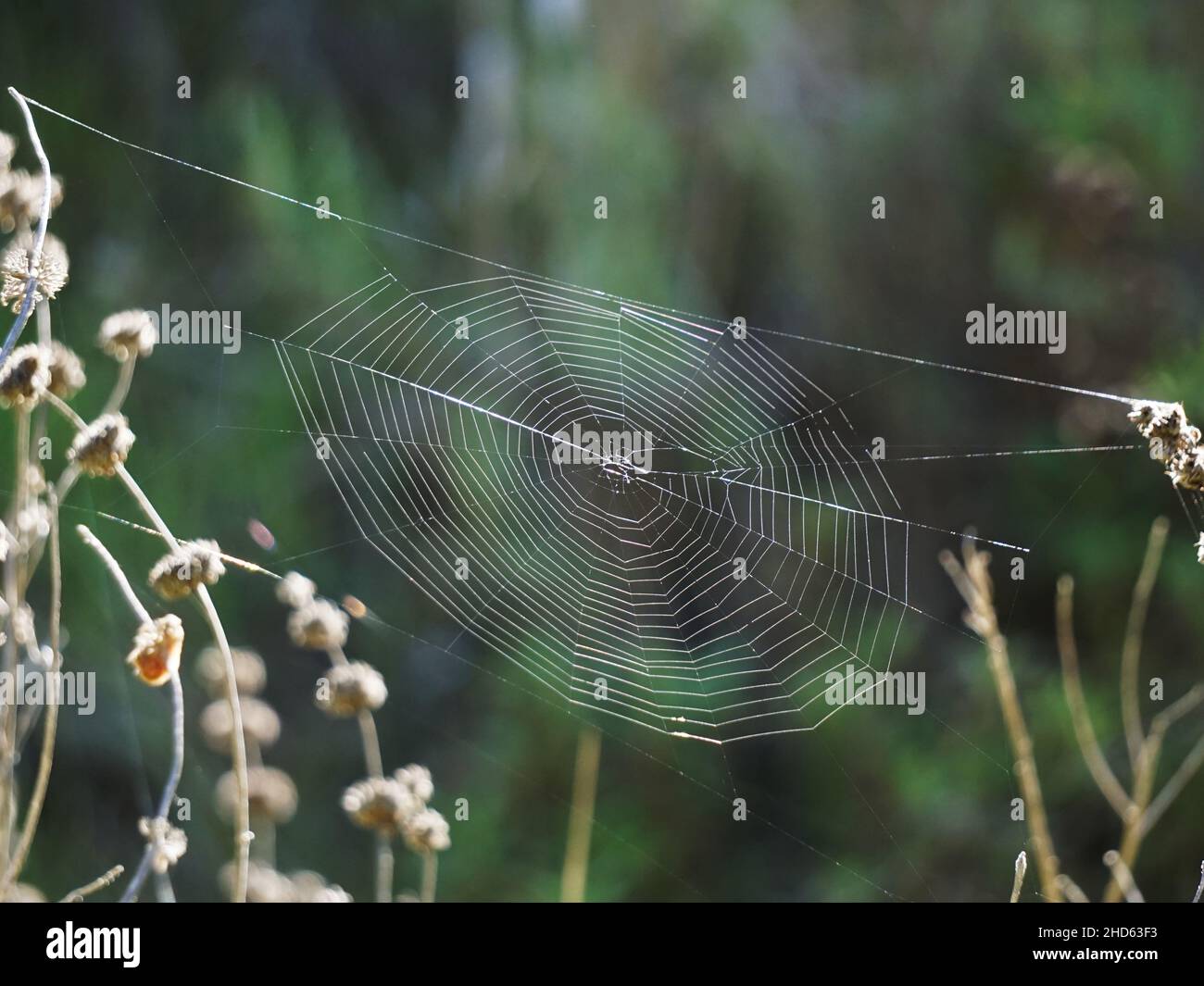 Spider web suspended between weeds against dark background Stock Photo ...