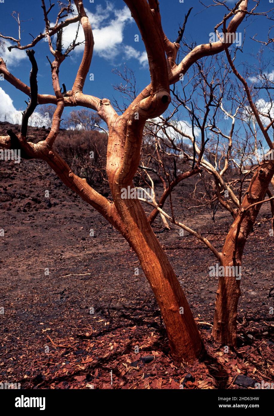 Australian burnt tree hi-res stock photography and images - Alamy