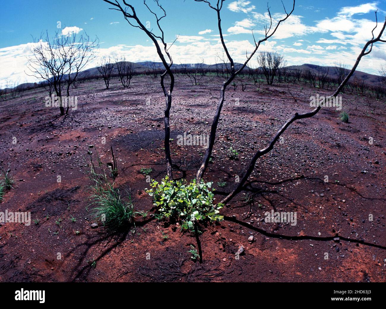 Vegetation Recovering in Burnt Landscape, Karijini National Park ...