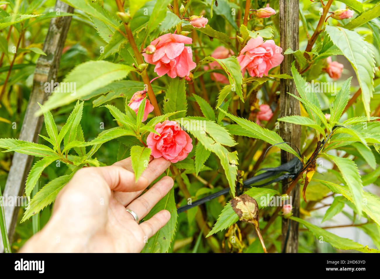Woman hand shoeing blooming pink garden balsam, rose balsam or touch-me ...