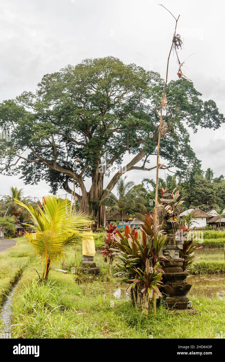 Giant ancient Cotton tree or Kapok (Ceiba pentandra) in Magra village ...