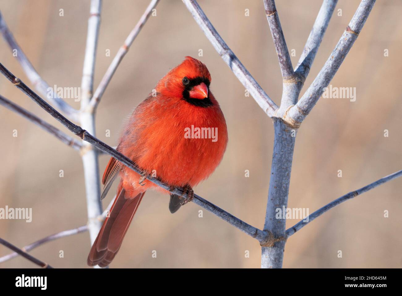 Northern Cardinal (Cardinalis cardinalis), Red Cardinal Stock Photo - Alamy