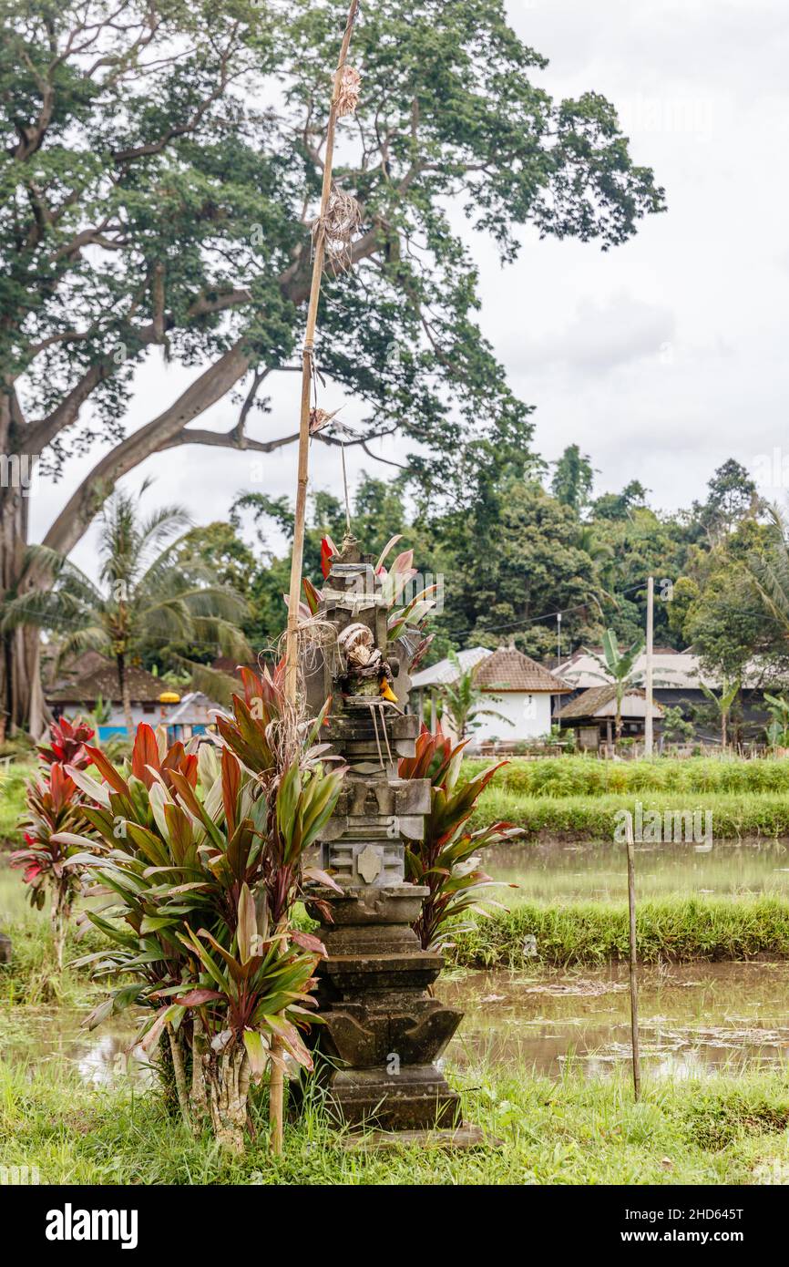 Giant ancient Cotton tree or Kapok (Ceiba pentandra) in Magra village ...