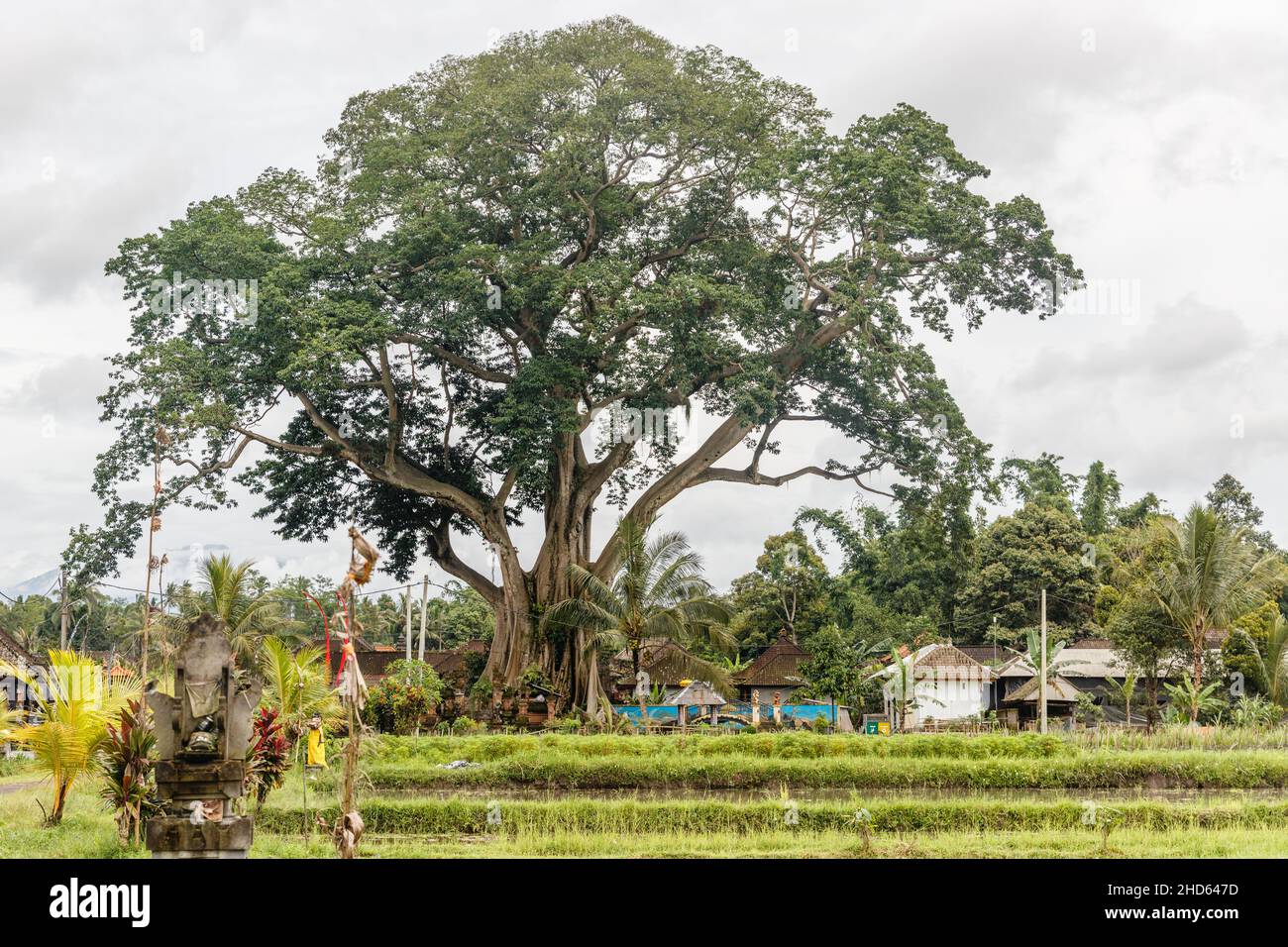 Giant ancient Cotton tree or Kapok (Ceiba pentandra) in Magra village ...