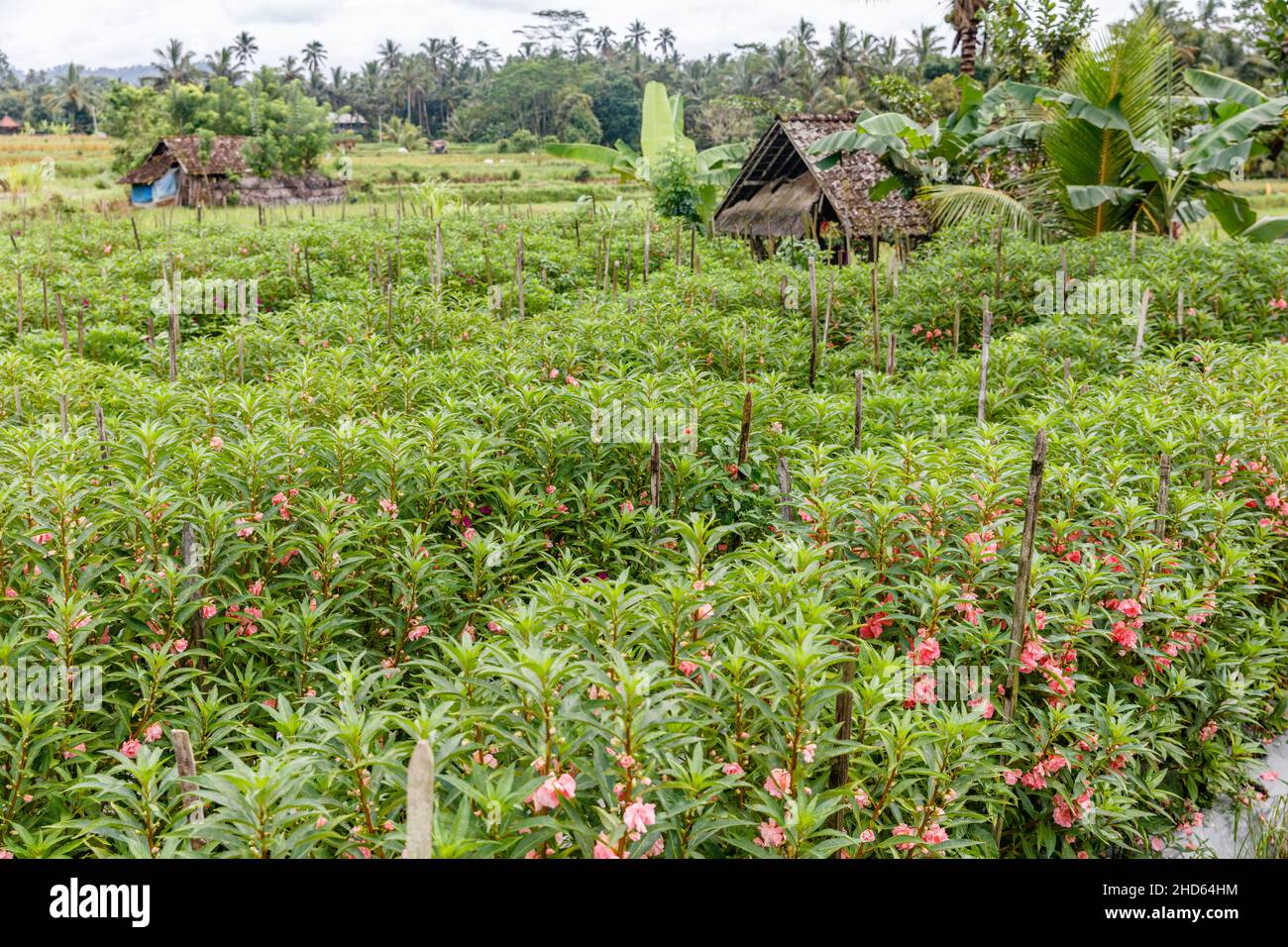Field of blooming garden balsam, rose balsam or touch-me-not (Impatiens ...