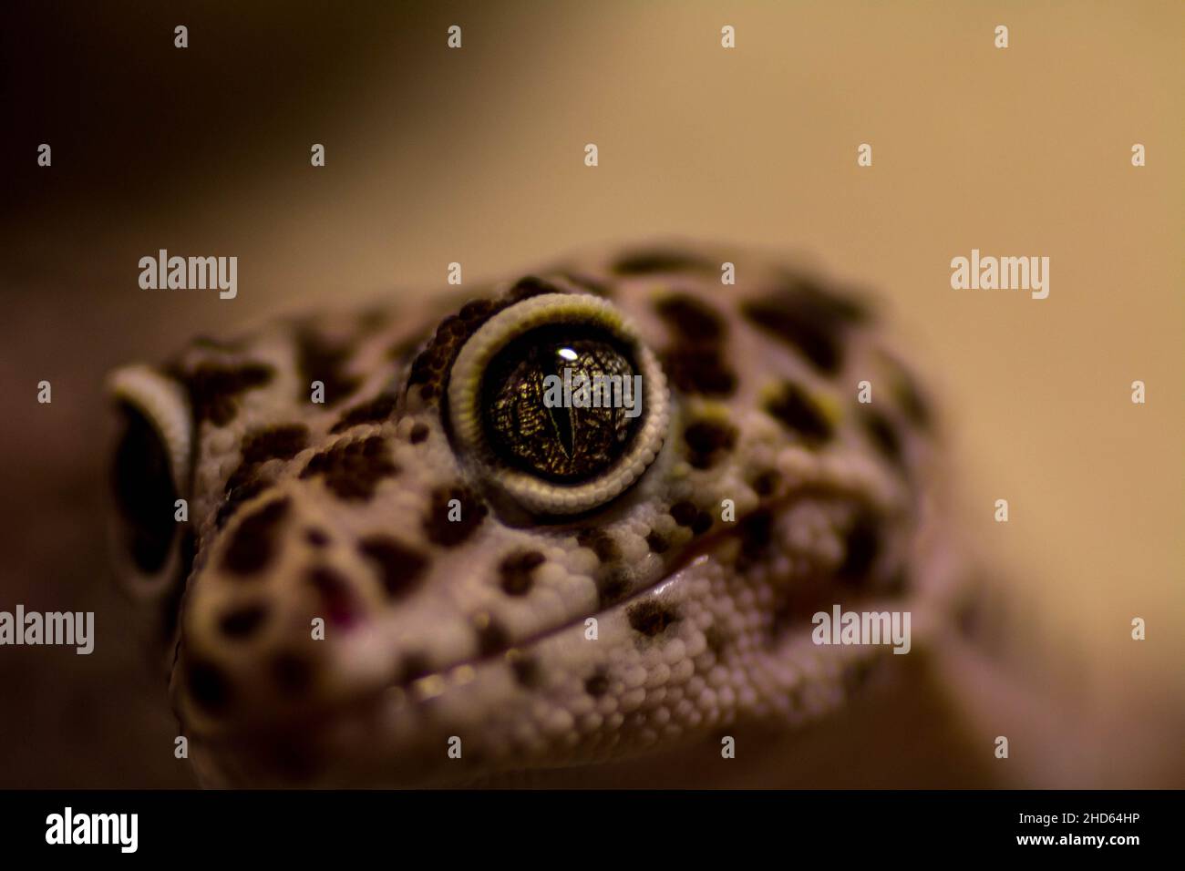 Leopard gecko face hi-res stock photography and images - Alamy
