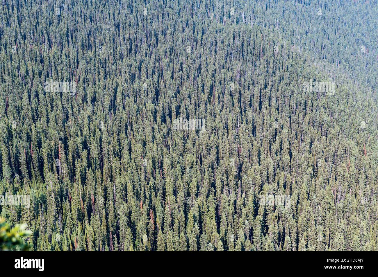 Aerial dense pine forest sky hi-res stock photography and images - Alamy