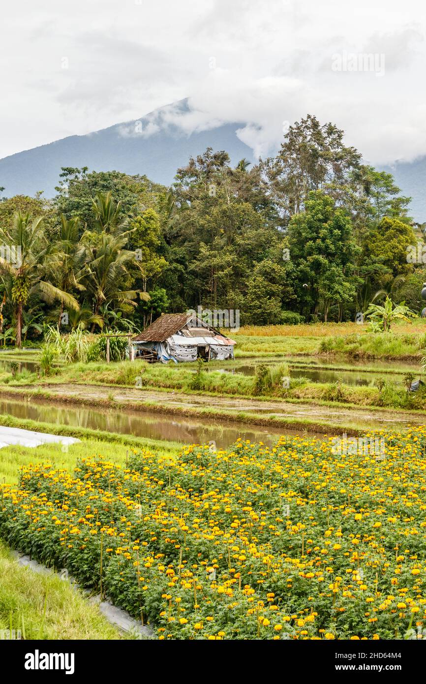 Field of blooming garden balsam, rose balsam or touch-me-not (Impatiens ...