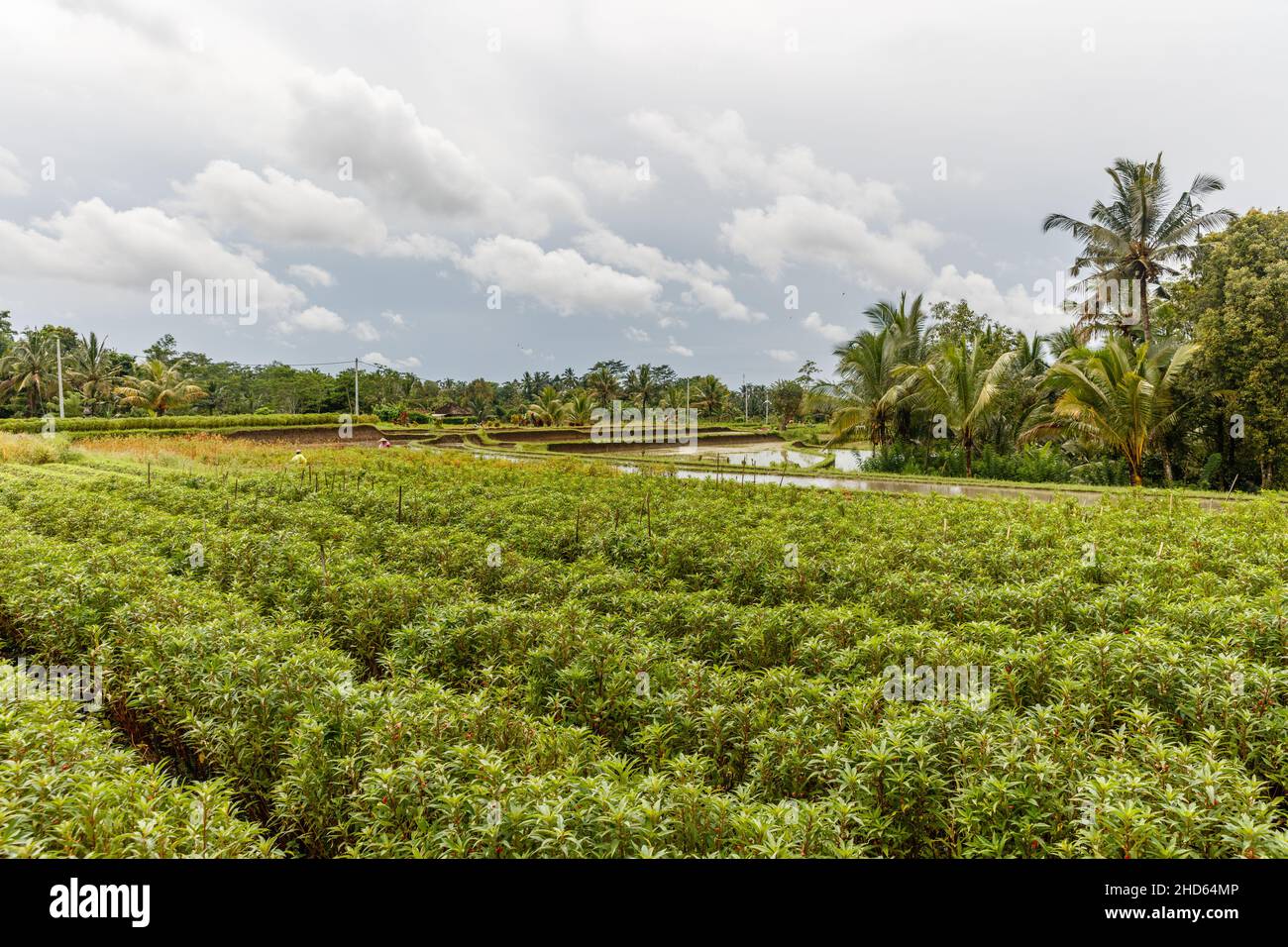 Field of blooming garden balsam, rose balsam or touch-me-not (Impatiens ...
