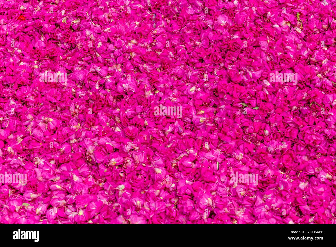 Bunga pacah hi-res stock photography and images - Alamy