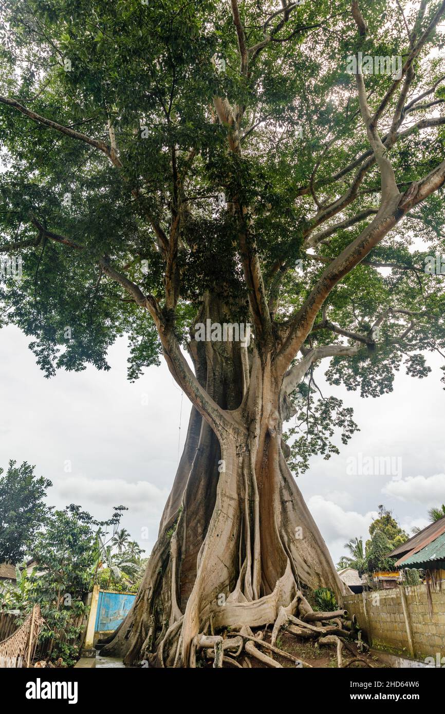 Giant ancient Cotton tree or Kapok (Ceiba pentandra) in Magra village ...