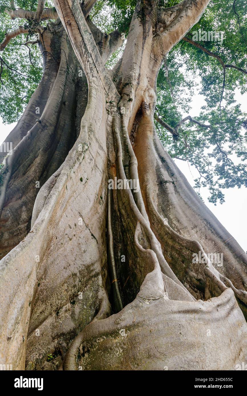 Giant ancient Cotton tree or Kapok (Ceiba pentandra) in Magra village ...